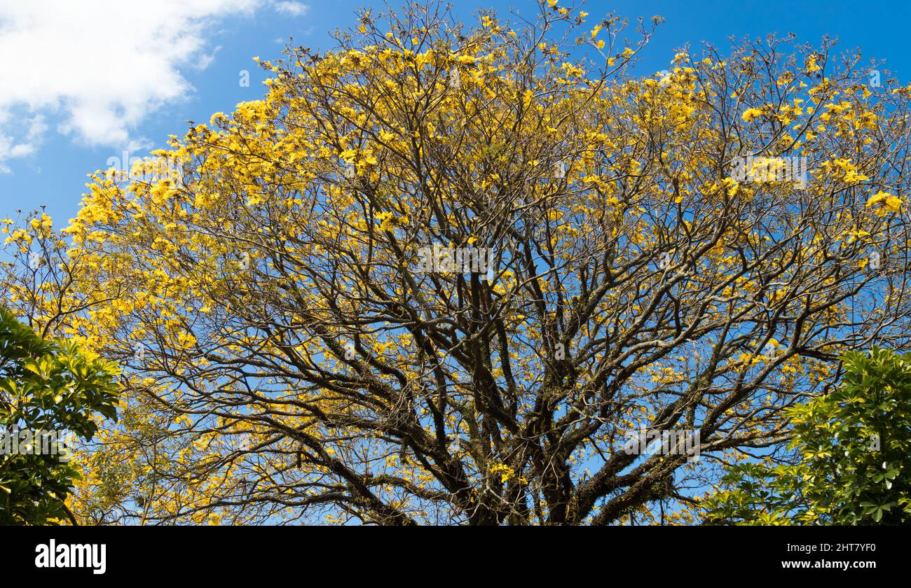 Low angle shot of yellow ipe tree in Brazil Stock Photo - Alamy