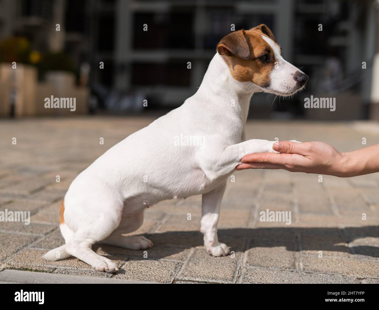 The foot handshake hi-res stock photography and images - Alamy
