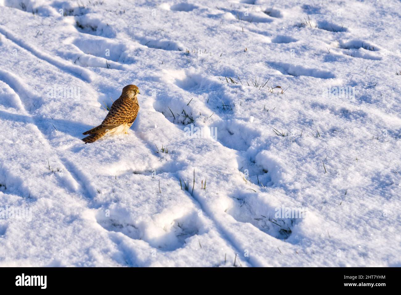 Seychelles kestrel (Falco araeus) small bird on the snow-covered ground ...