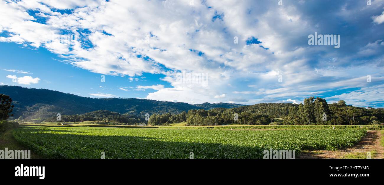Rural landscape in southern Brazil with corn plantation Stock Photo - Alamy