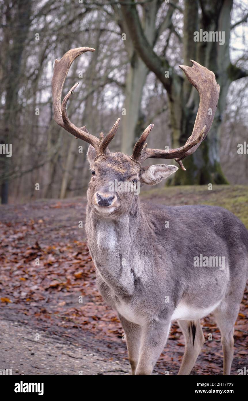 Nature ruminant show wildlife hi-res stock photography and images - Alamy