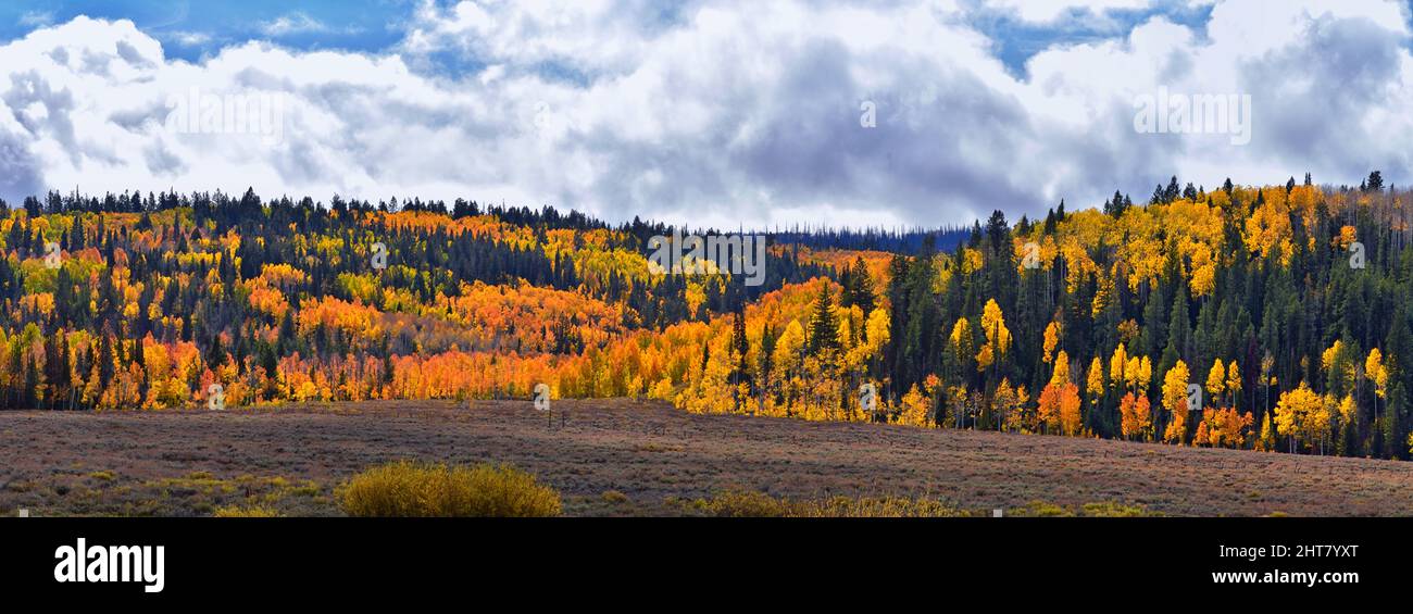 Daniels Summit autumn quaking aspen leaves by Strawberry Reservoir in ...