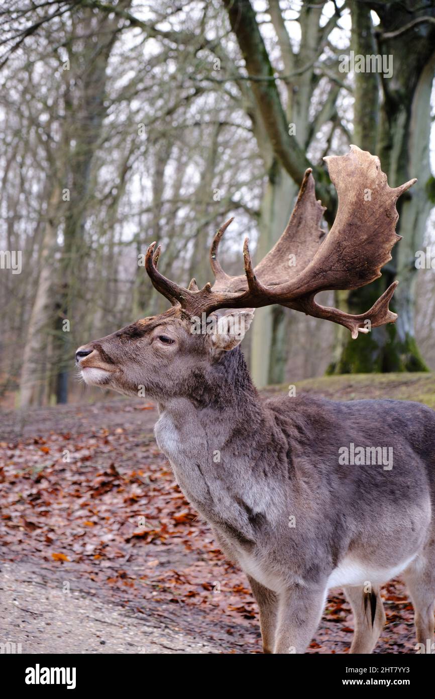 Danish wildlife hi-res stock photography and images - Alamy
