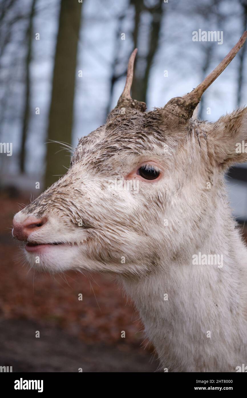 Danish red deer hi-res stock photography and images - Alamy