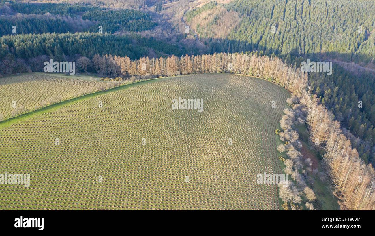 Aerial view of upland Banc farm in the Brechfa Forest prepared and ...