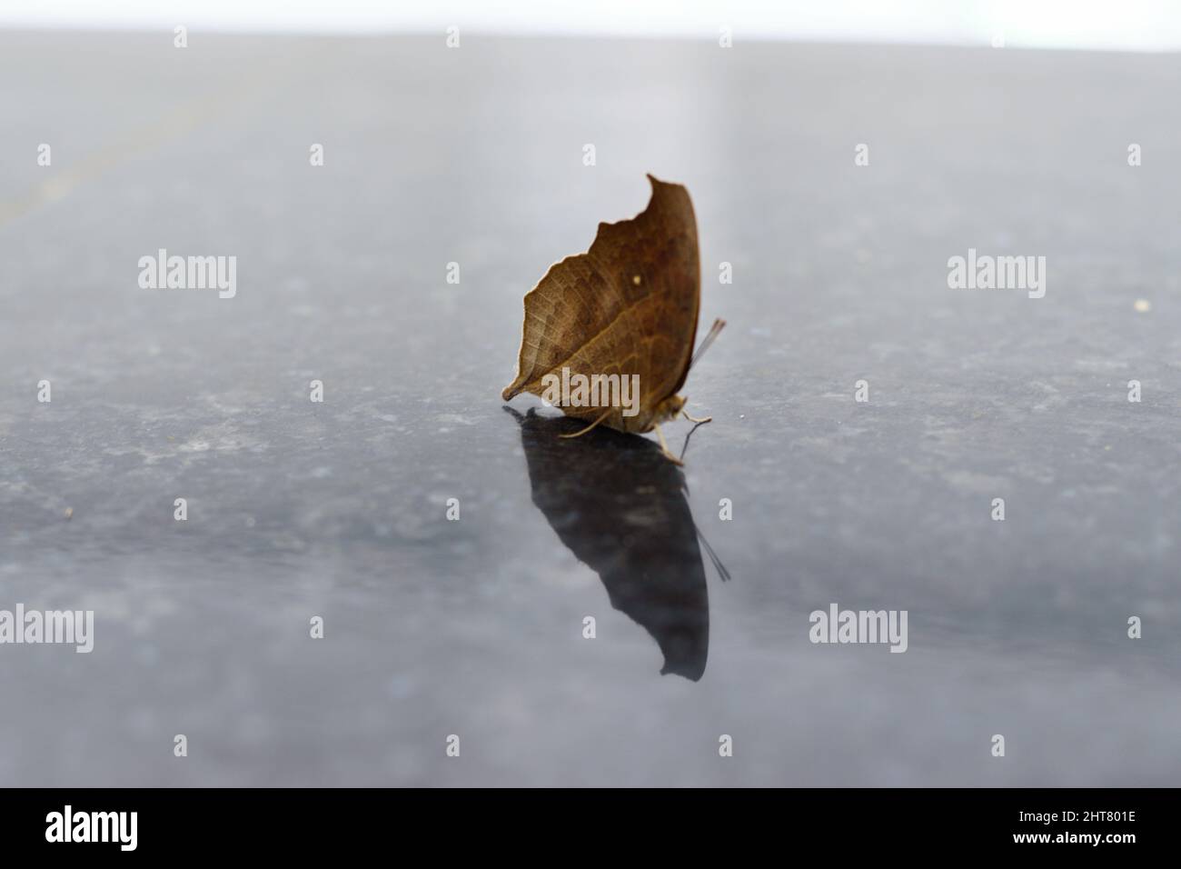 Butterfly reflection on white glass hi-res stock photography and images ...