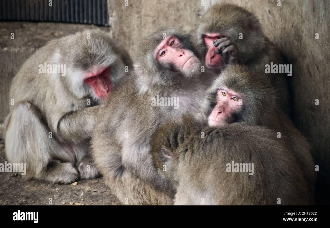 Group of japanese macaques Stock Photo - Alamy