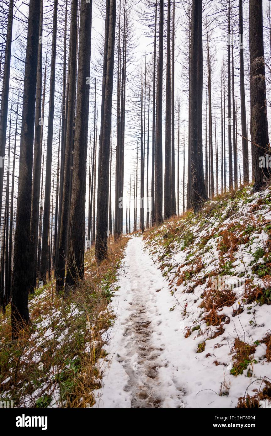 Hiking trail covered in snow with burned trees Stock Photo - Alamy