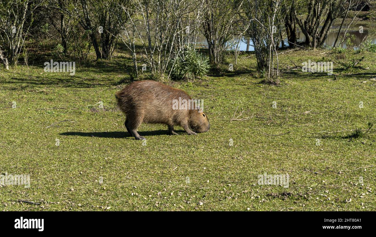 Photo of a capybara grazing in its habitat Stock Photo - Alamy