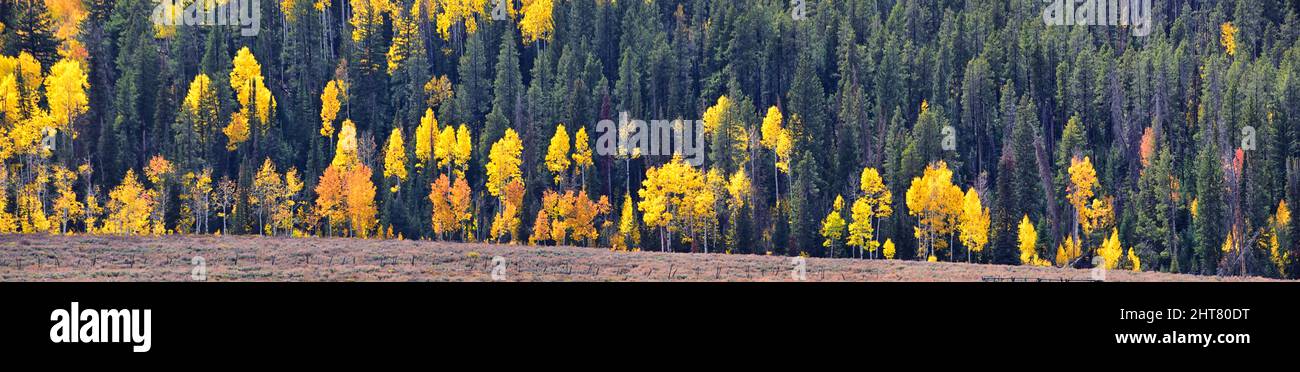 Daniels Summit autumn quaking aspen leaves by Strawberry Reservoir in ...