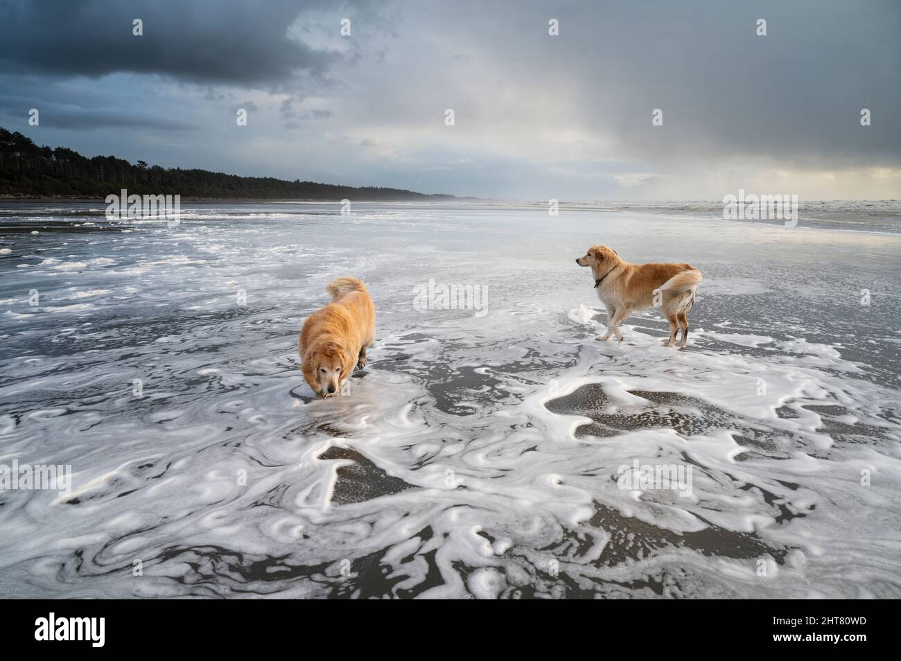 Dogs on the beach playing in the ocean Stock Photo - Alamy