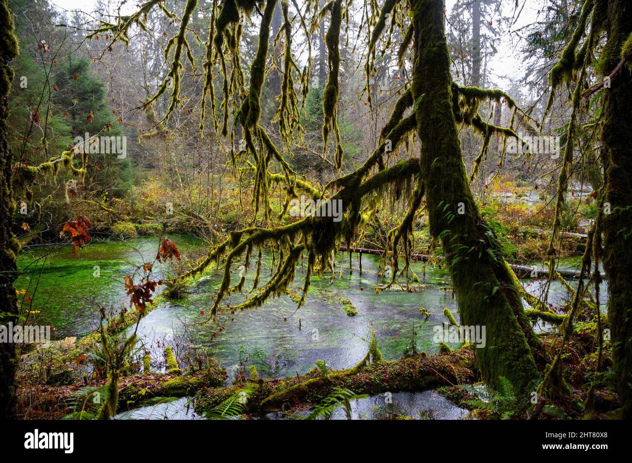 Water flowing through the Hoh Rainforest Stock Photo - Alamy
