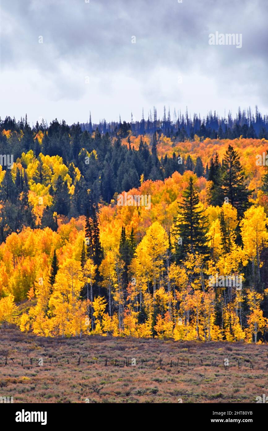 Daniels Summit autumn quaking aspen leaves by Strawberry Reservoir in ...