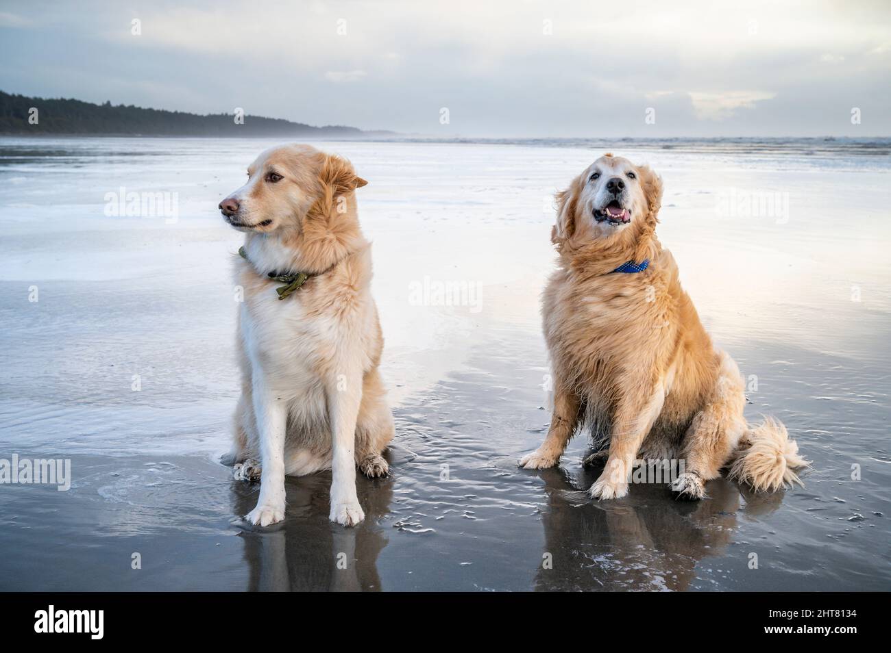 Two dogs sitting at the beach on the Olympic Coast Stock Photo - Alamy