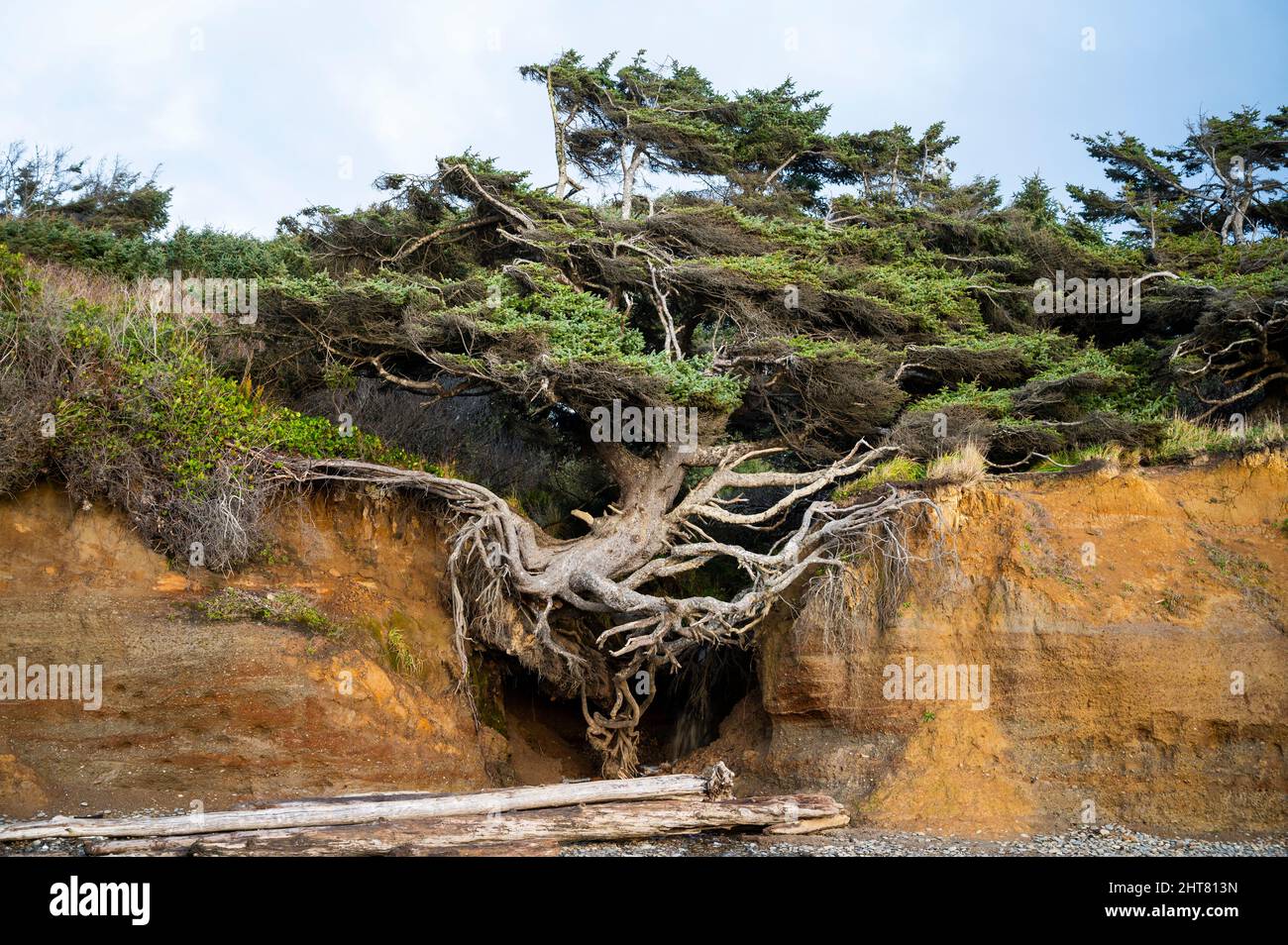 Kalaloch tree of life hi-res stock photography and images - Alamy