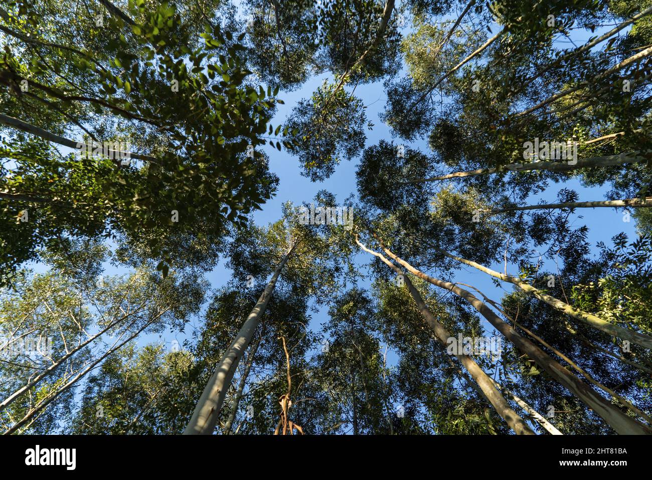 Low angle shot of trees in a forest Stock Photo - Alamy