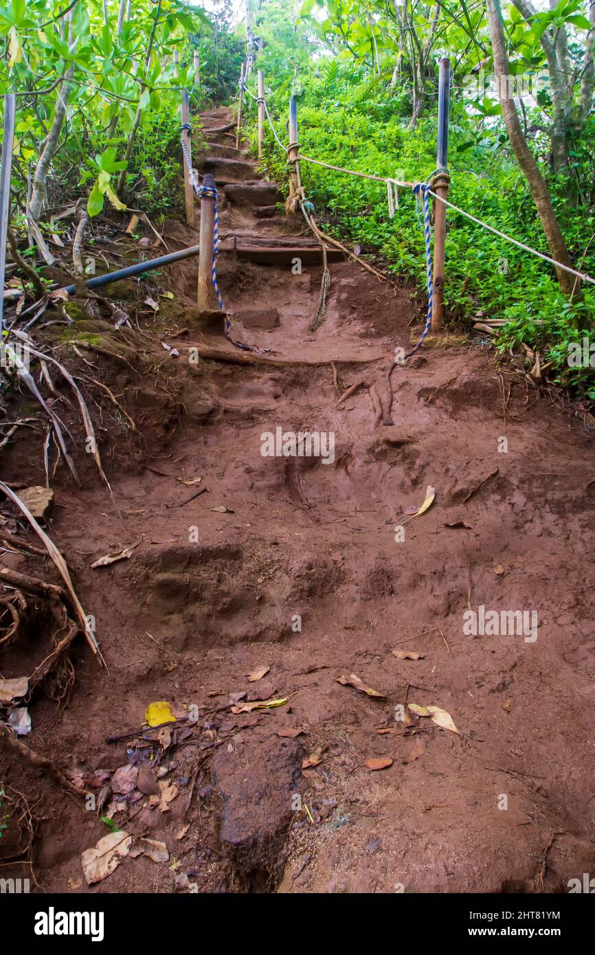 Muddy trail through rainforest on the island of Kauai Stock Photo - Alamy
