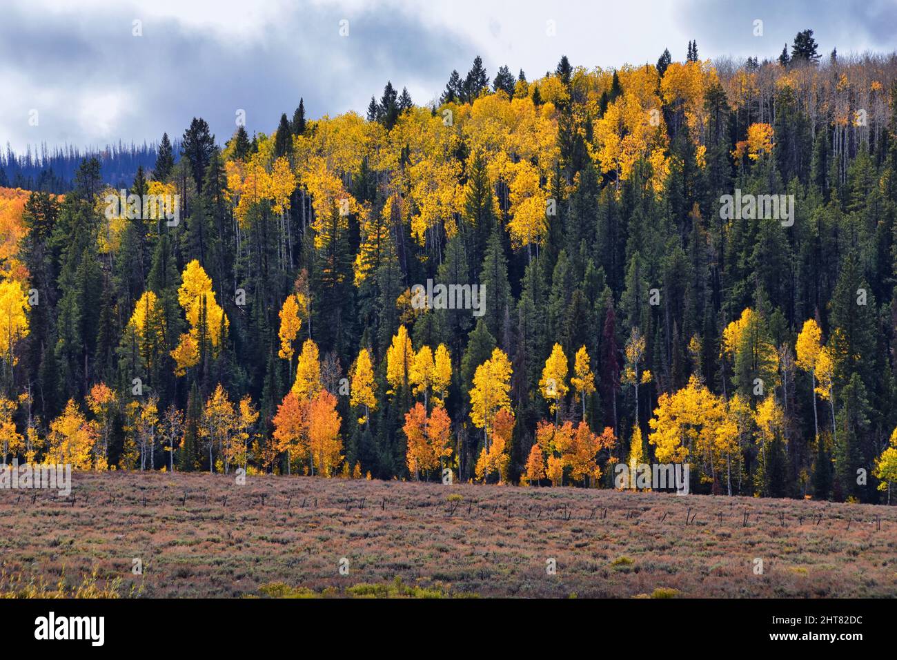 Daniels Summit autumn quaking aspen leaves by Strawberry Reservoir in ...