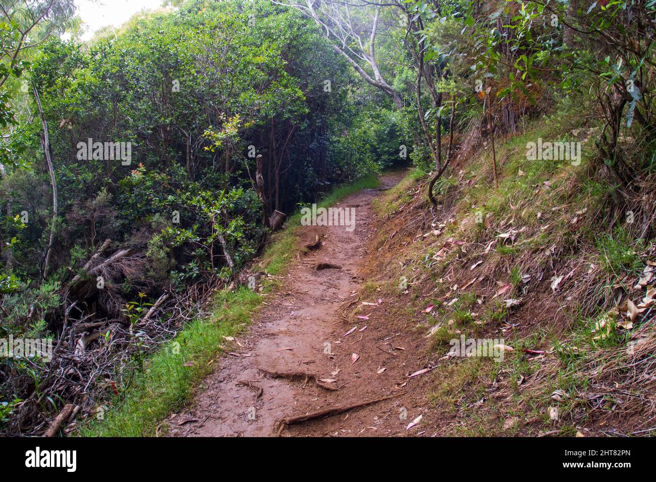 Muddy trail through rainforest on the island of Kauai Stock Photo - Alamy
