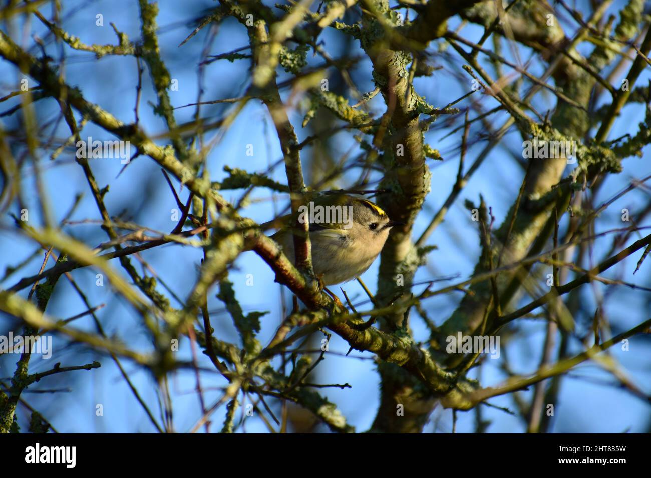 Goldcrest in a tree Stock Photo - Alamy