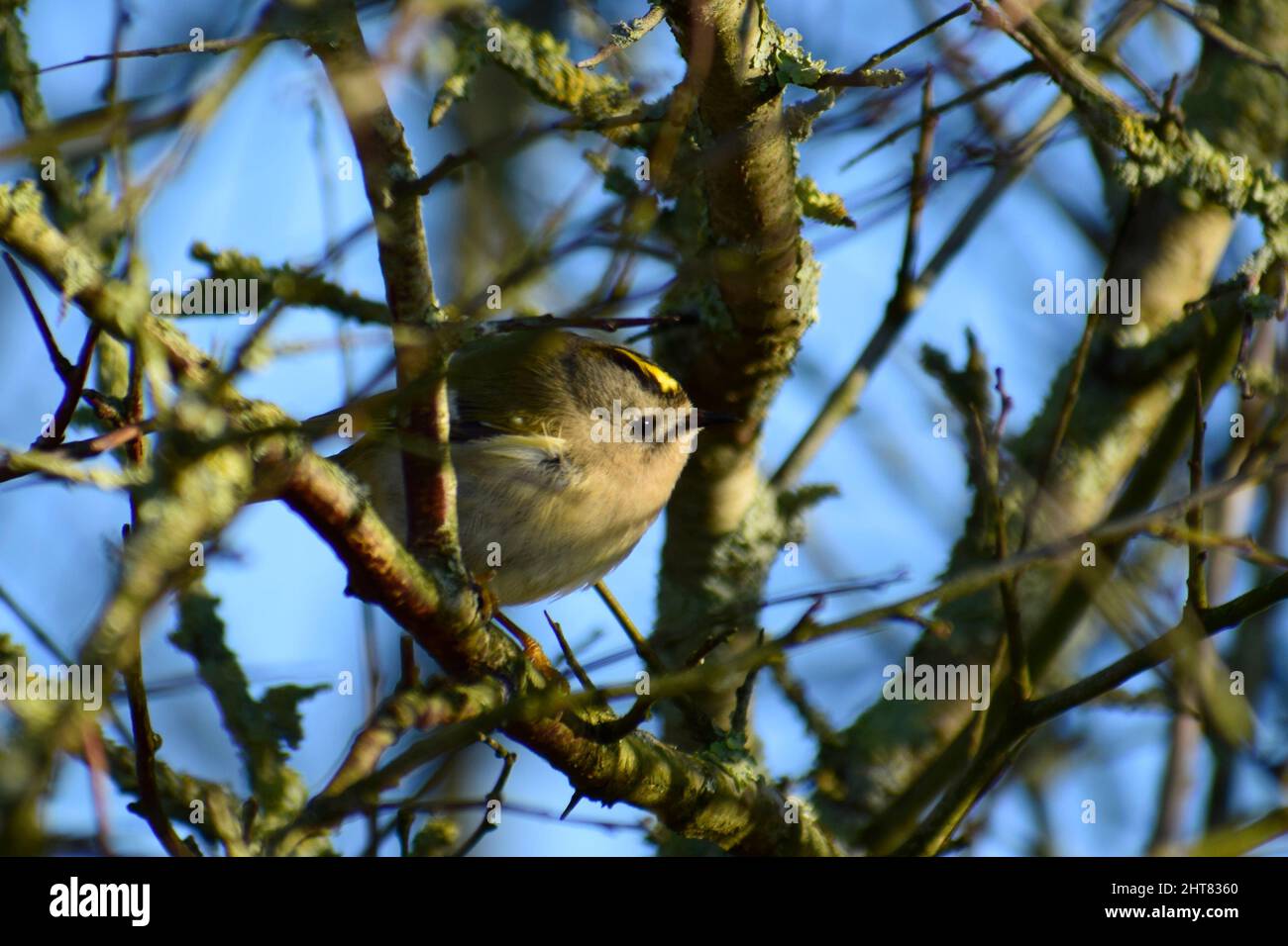 Goldcrest in a tree Stock Photo - Alamy