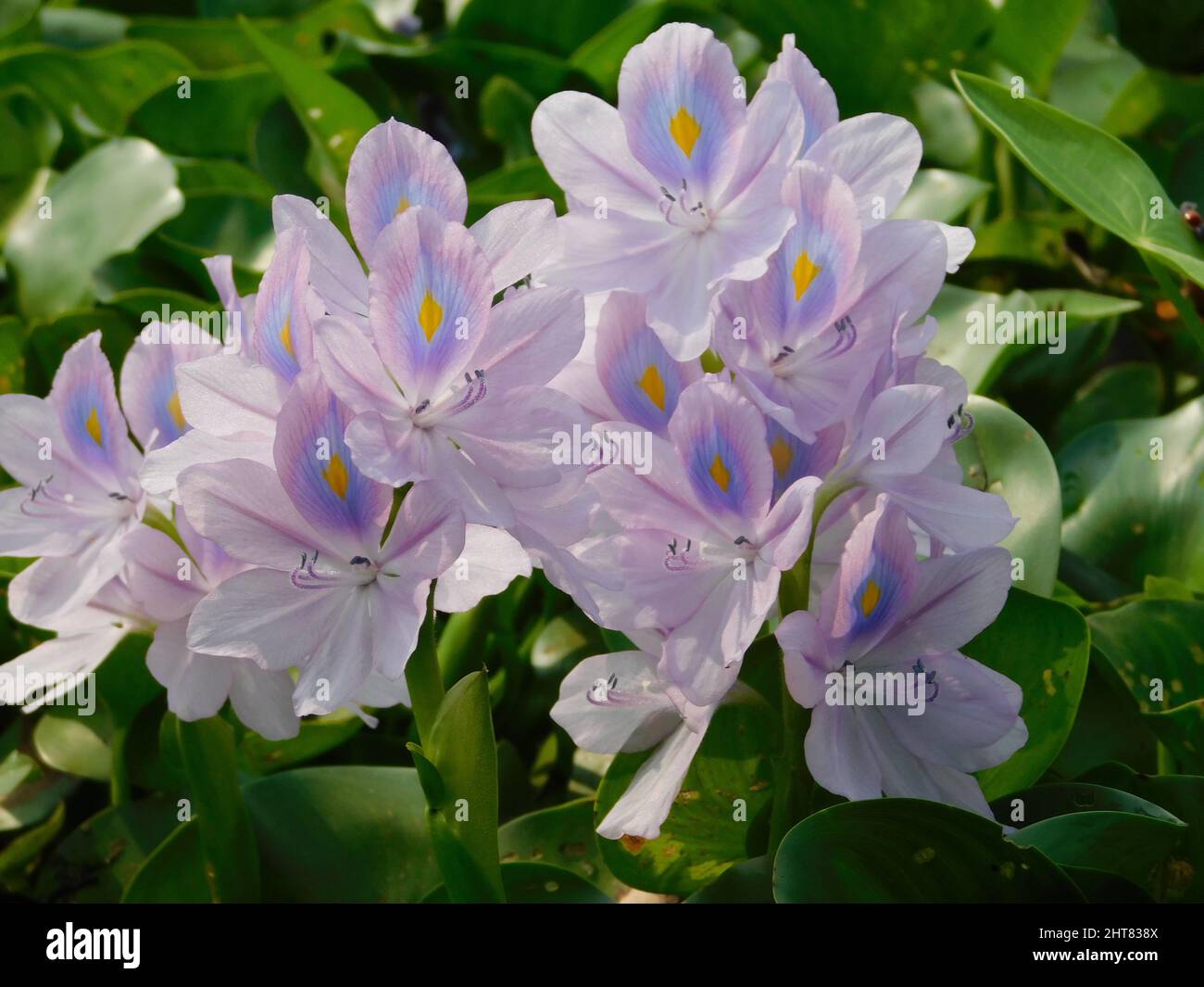 Growth water hyacinths in hi-res stock photography and images - Alamy