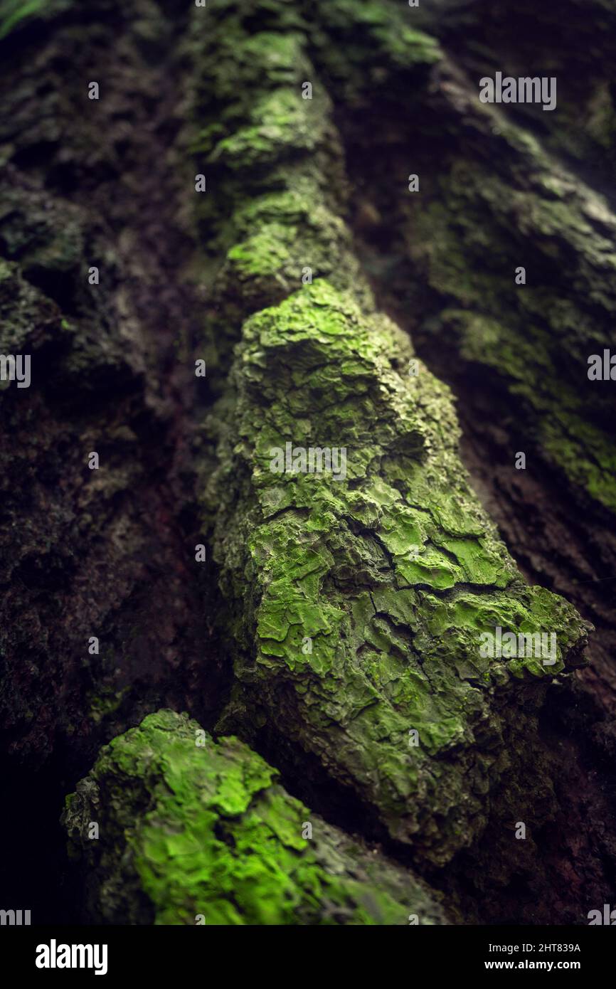Tree texture in beautiful tropical forest Stock Photo - Alamy