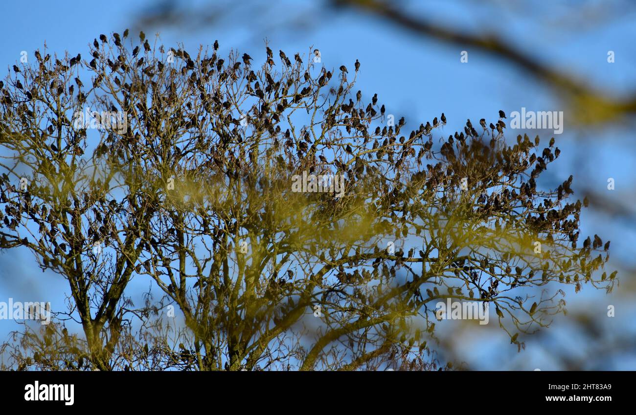 Roosting birds uk hi-res stock photography and images - Alamy