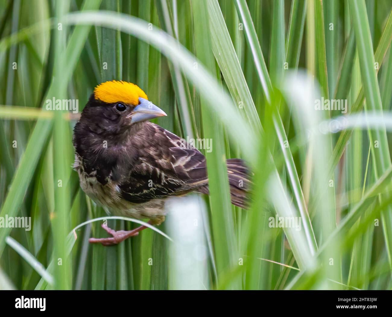Photo of a weaver bird hidden in grass in forest Stock Photo - Alamy