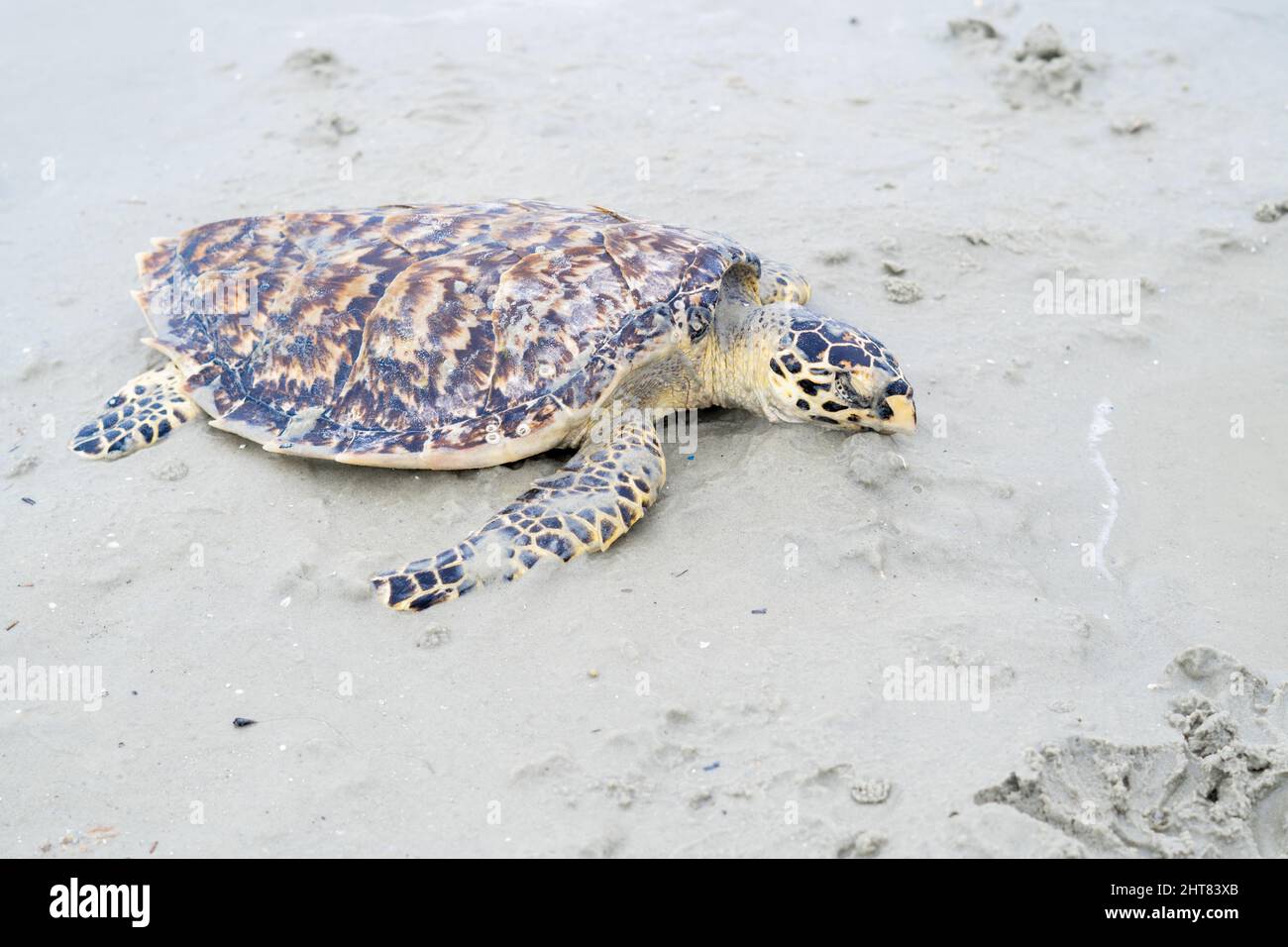 Closeup of a dead turtle on the shore in Port Dickson beach, Negari ...