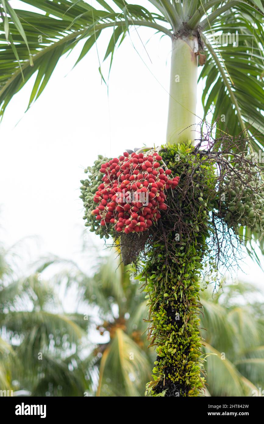 Closeup of an Areca catechu Stock Photo - Alamy