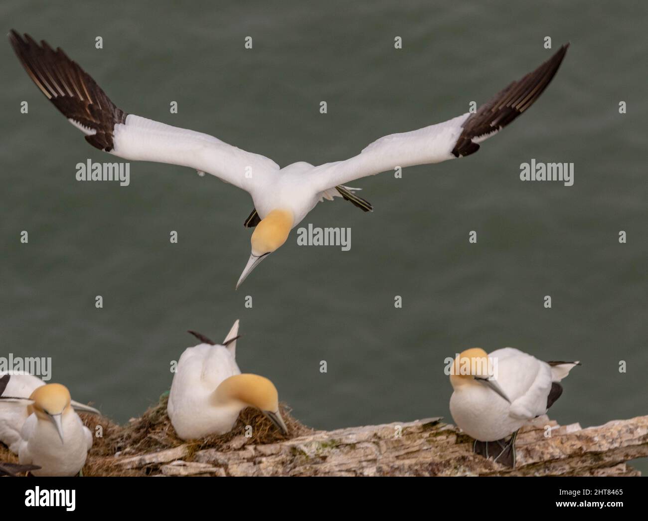 Back view of a Northern gannet flying over the water Stock Photo - Alamy