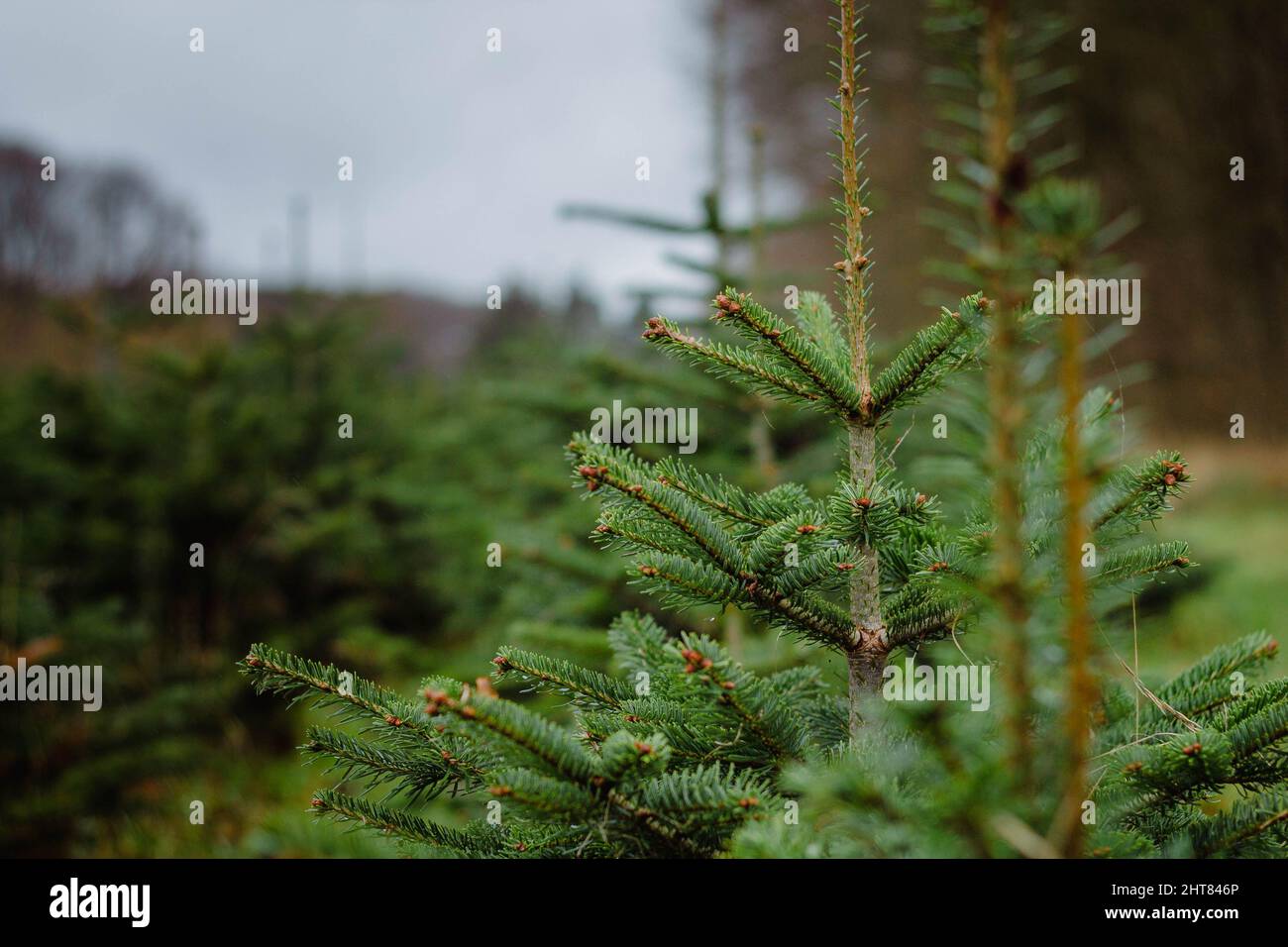 Closeup of a pine or spurce tree branches all green with small needles ...