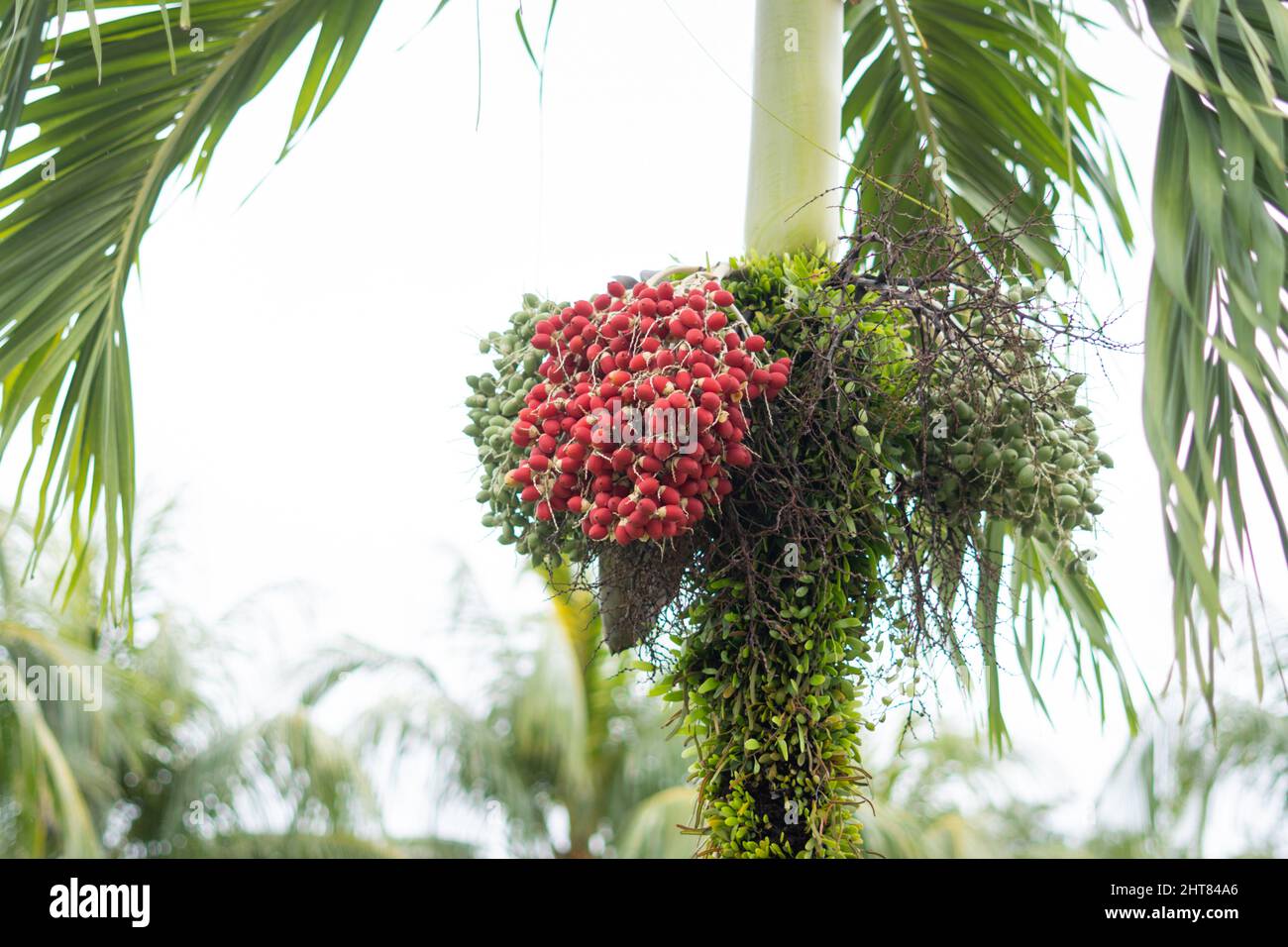 Closeup of an Areca catechu Stock Photo - Alamy
