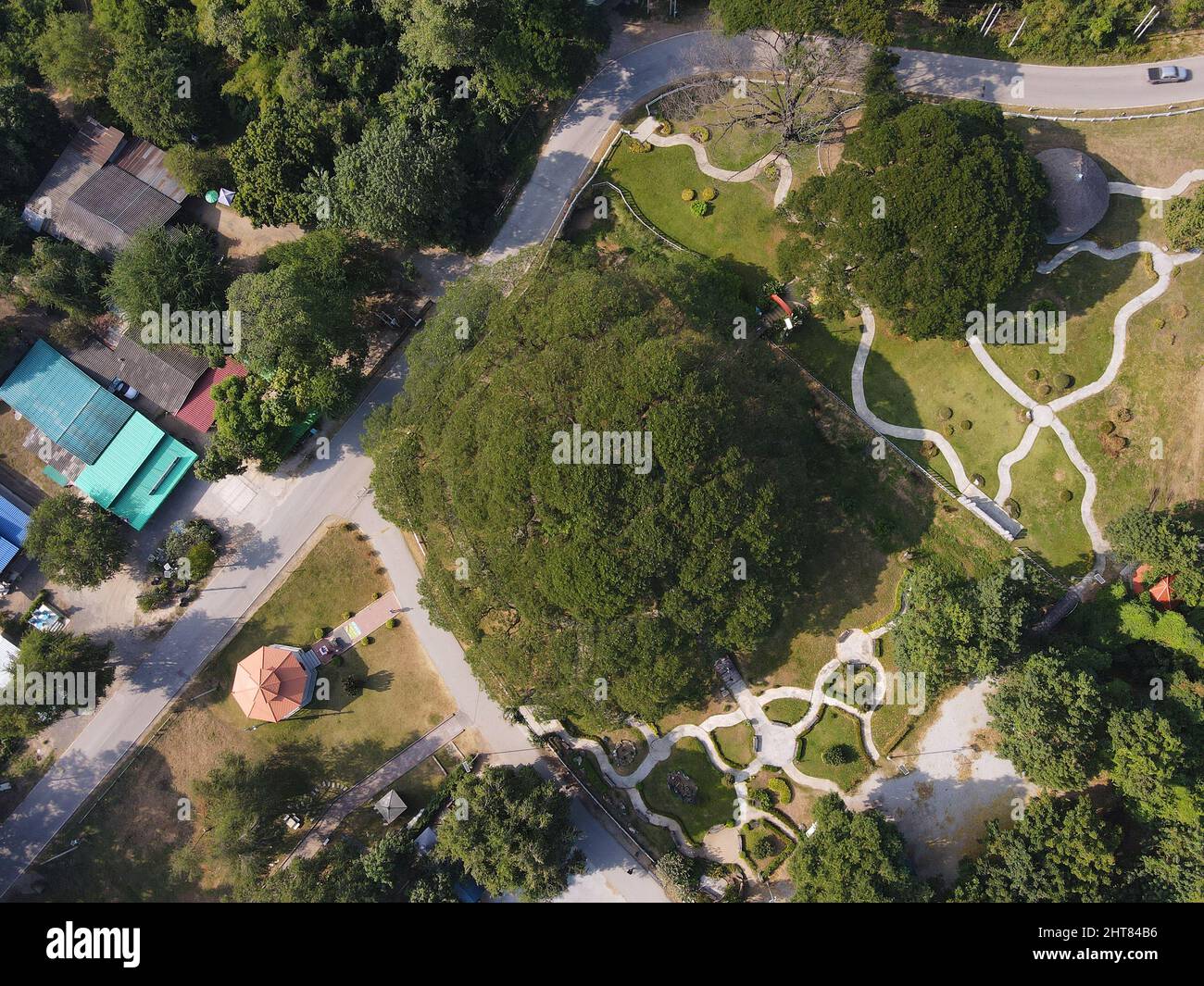 Giant raintree hi-res stock photography and images - Alamy