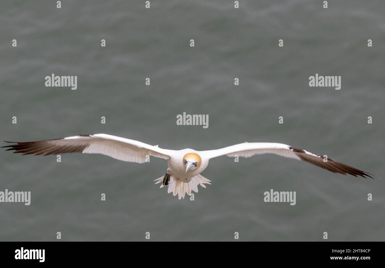 Front view of a Northern gannet in the air with wings widespread Stock ...