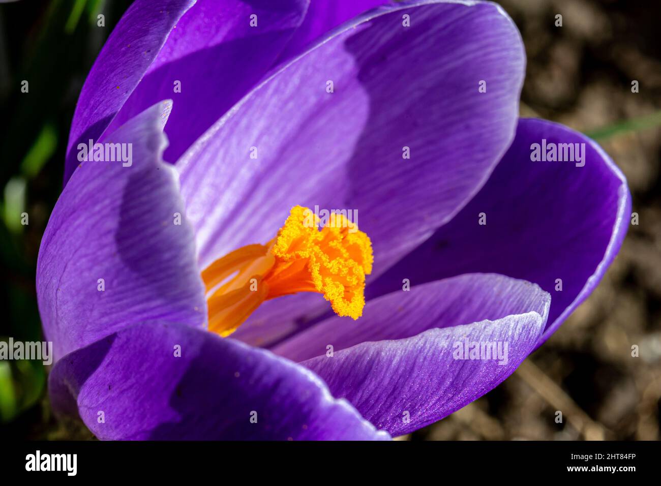 A close up of part of a purple crocus flower, with a shallow depth of ...