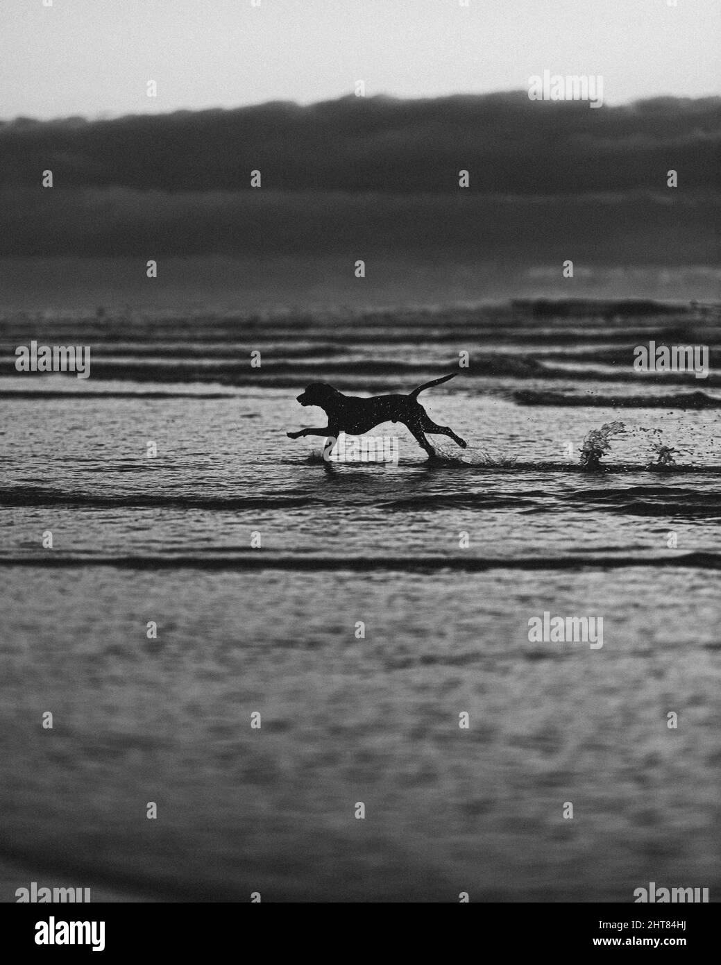 Greyscale photo of a black dog running alone on a beach - loneliness ...