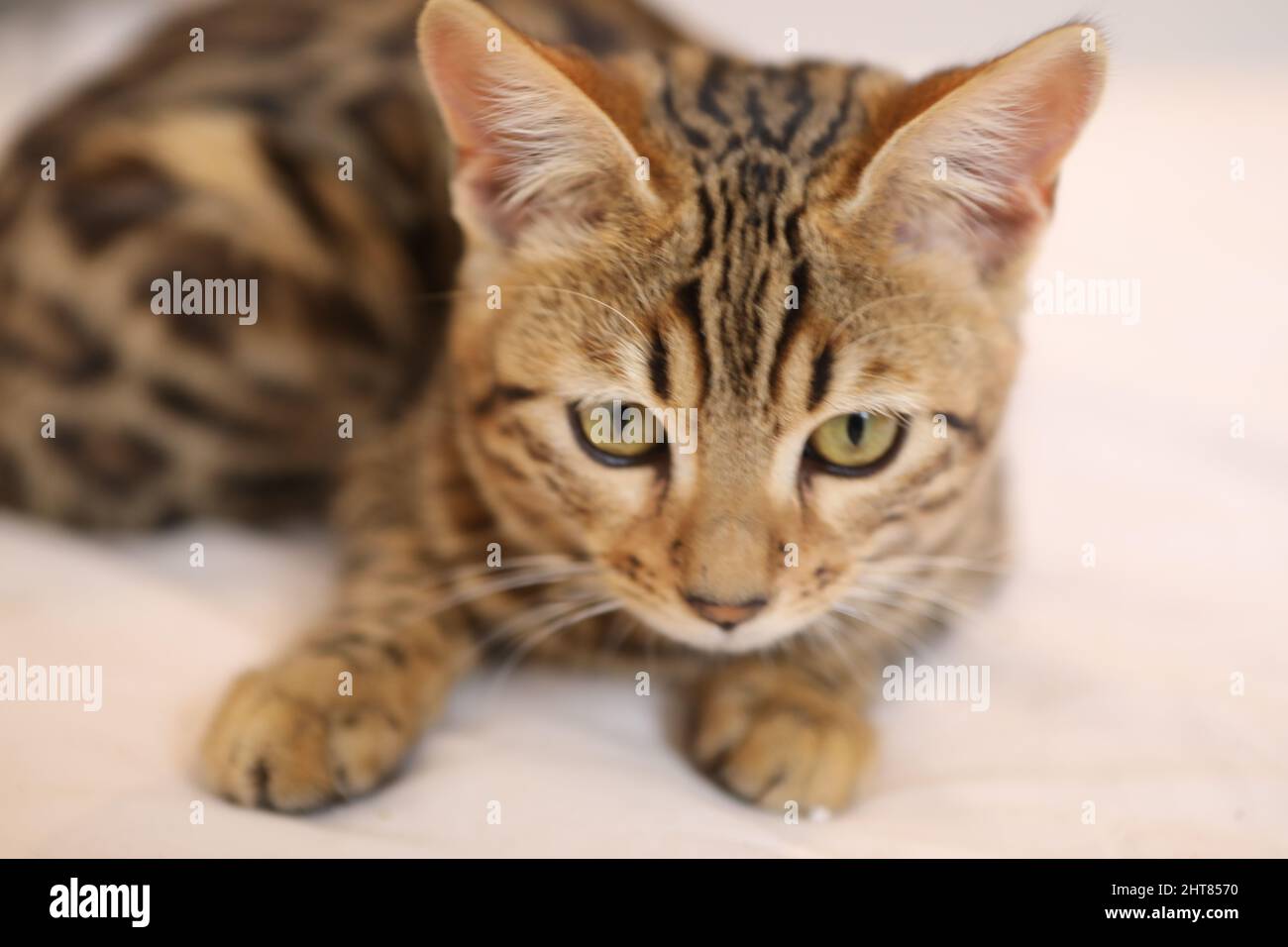 Beautiful bengal cat looking at camera High quality Stock Photo - Alamy