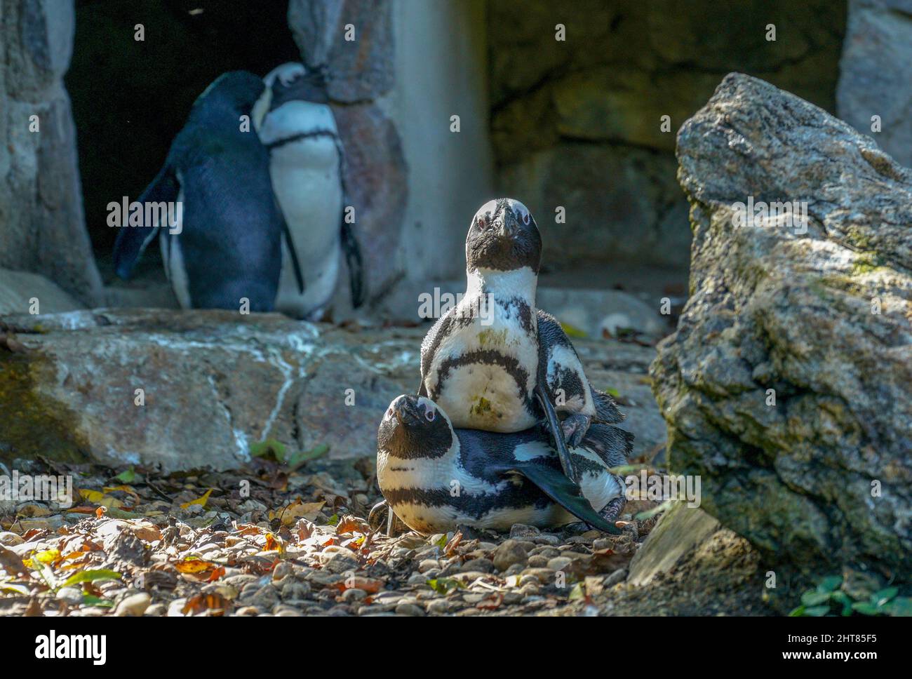 Penguins looking at each other hi-res stock photography and images - Alamy