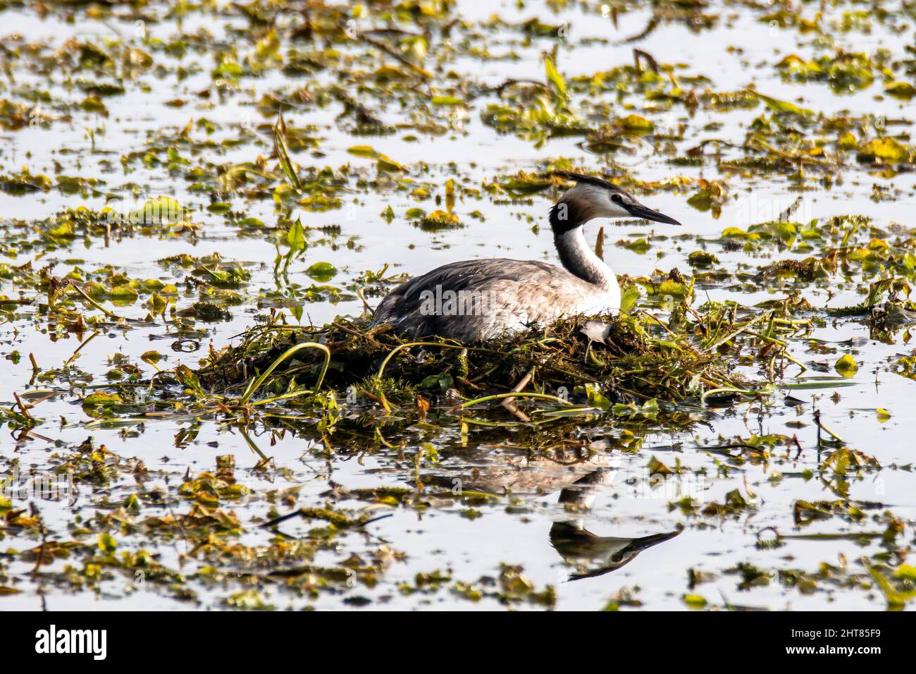 Closeup of a podiceps cristatus duck that made the nest in the lake ...