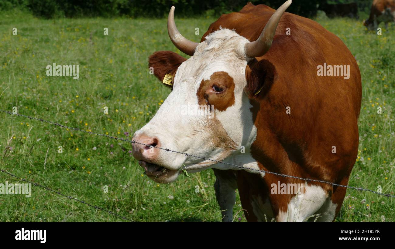 Closeup of a cow side profile behind the barbed wire on a green meadow ...