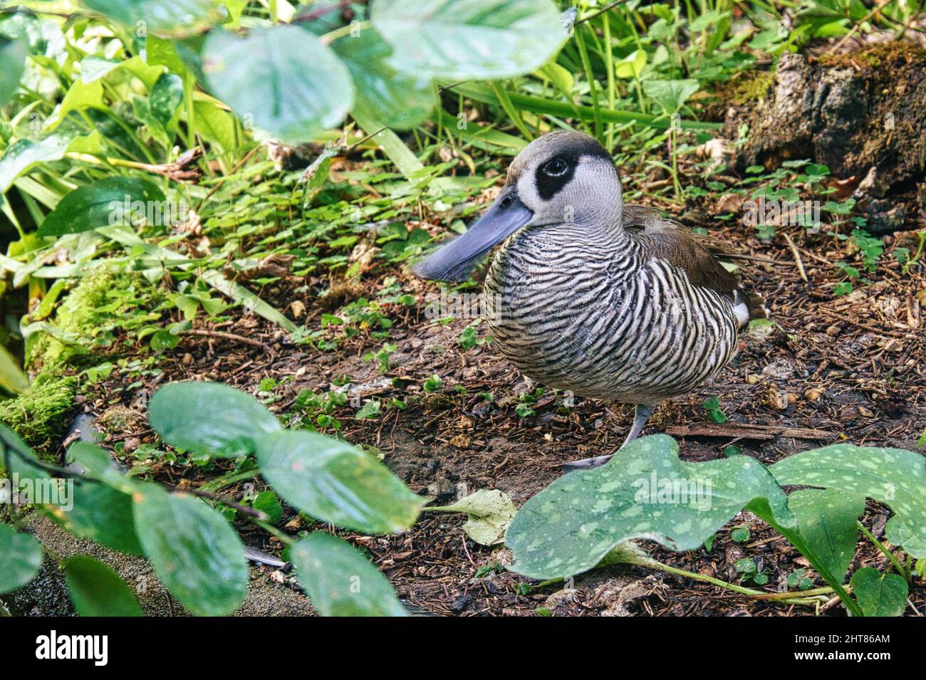 Pink eared duck hi-res stock photography and images - Alamy