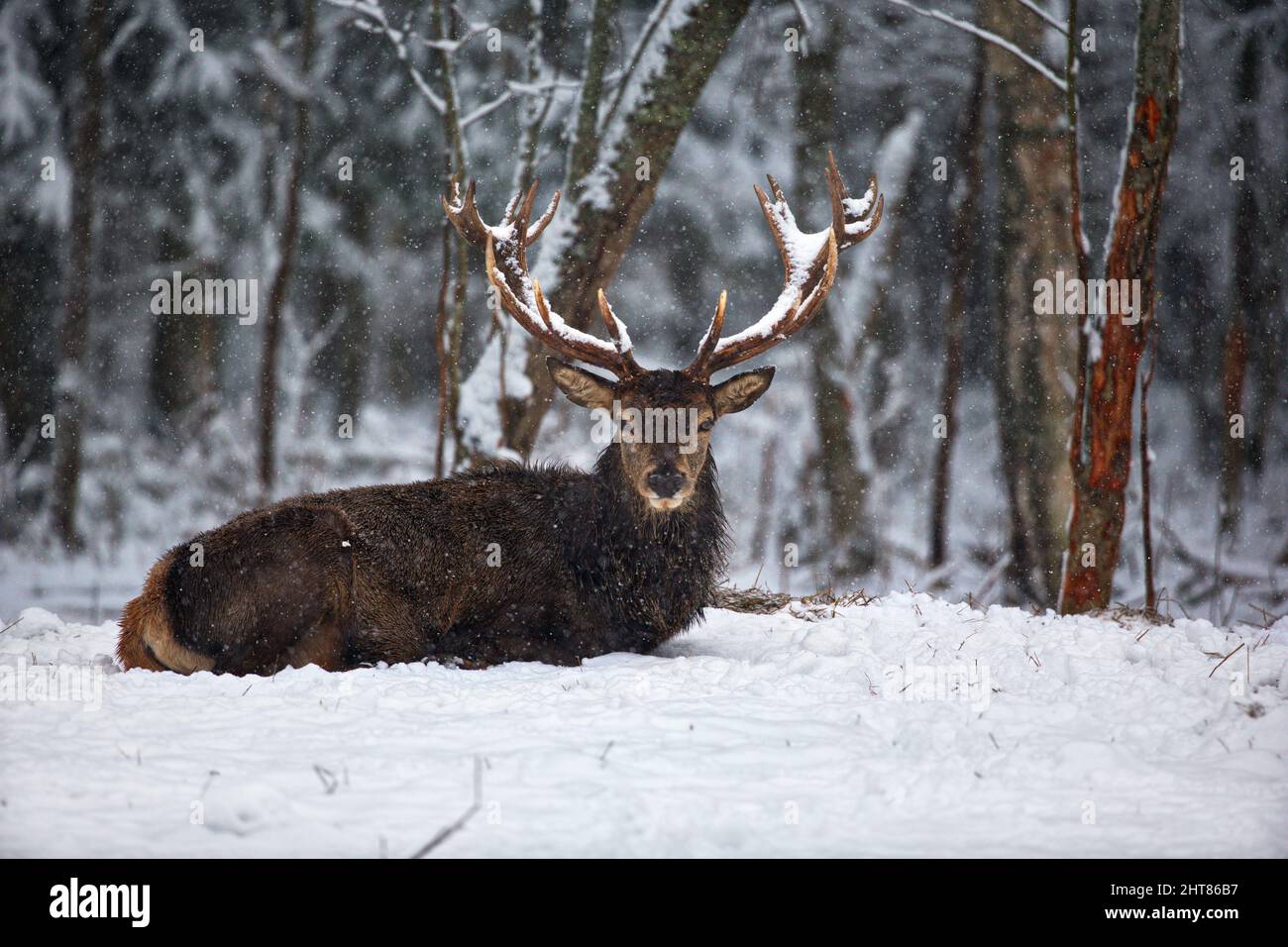 Male deer lying on the snow in a forest in Belarus Stock Photo - Alamy