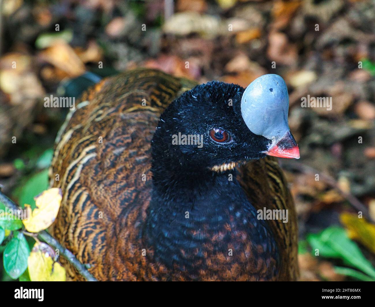 Helmeted curassow hi-res stock photography and images - Alamy