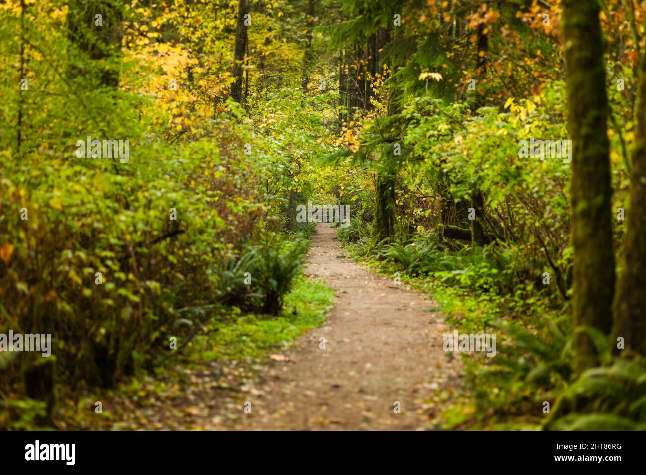 Beautiful shot of a walking path in the middle of a forest in the ...