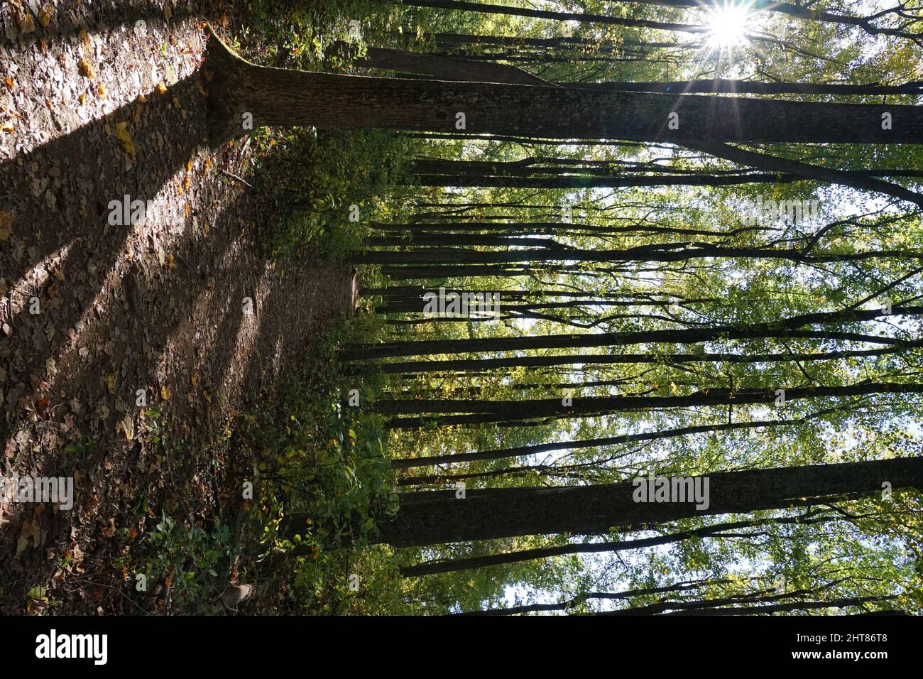 Vertical shot of the sun shining through trees in a forest Stock Photo ...