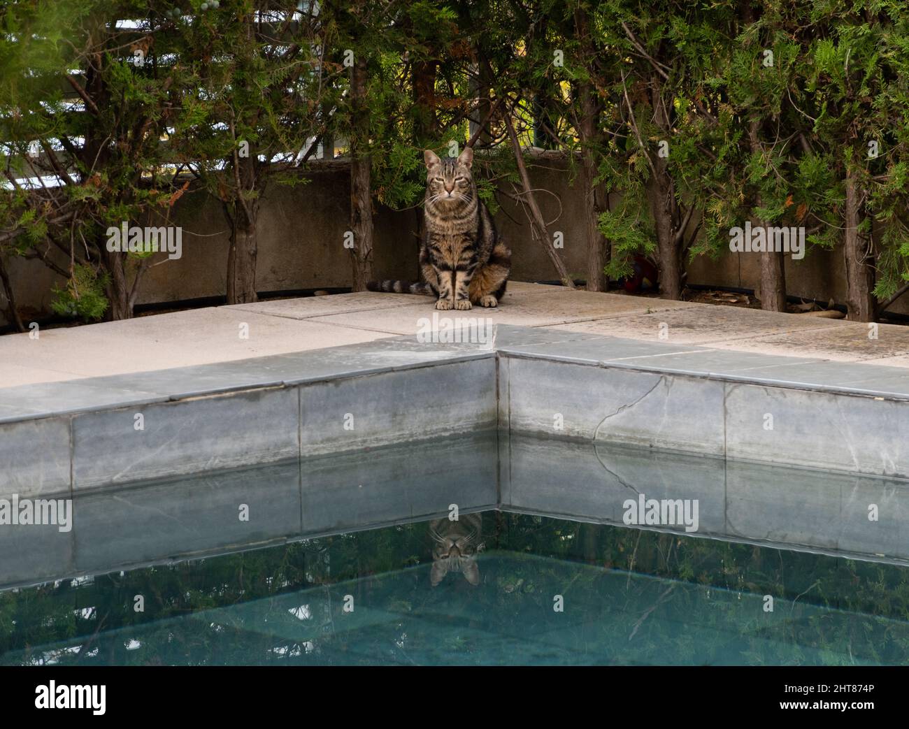 Angry striped cat on the corner of a pool Stock Photo - Alamy