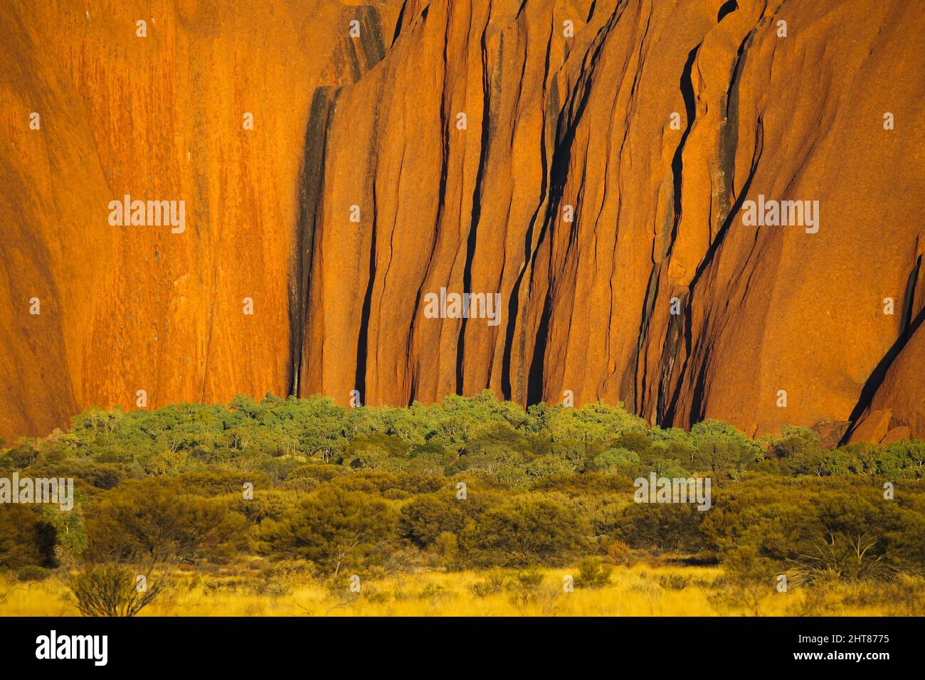 Trees at the base of Ayers Rock in Australia Stock Photo - Alamy