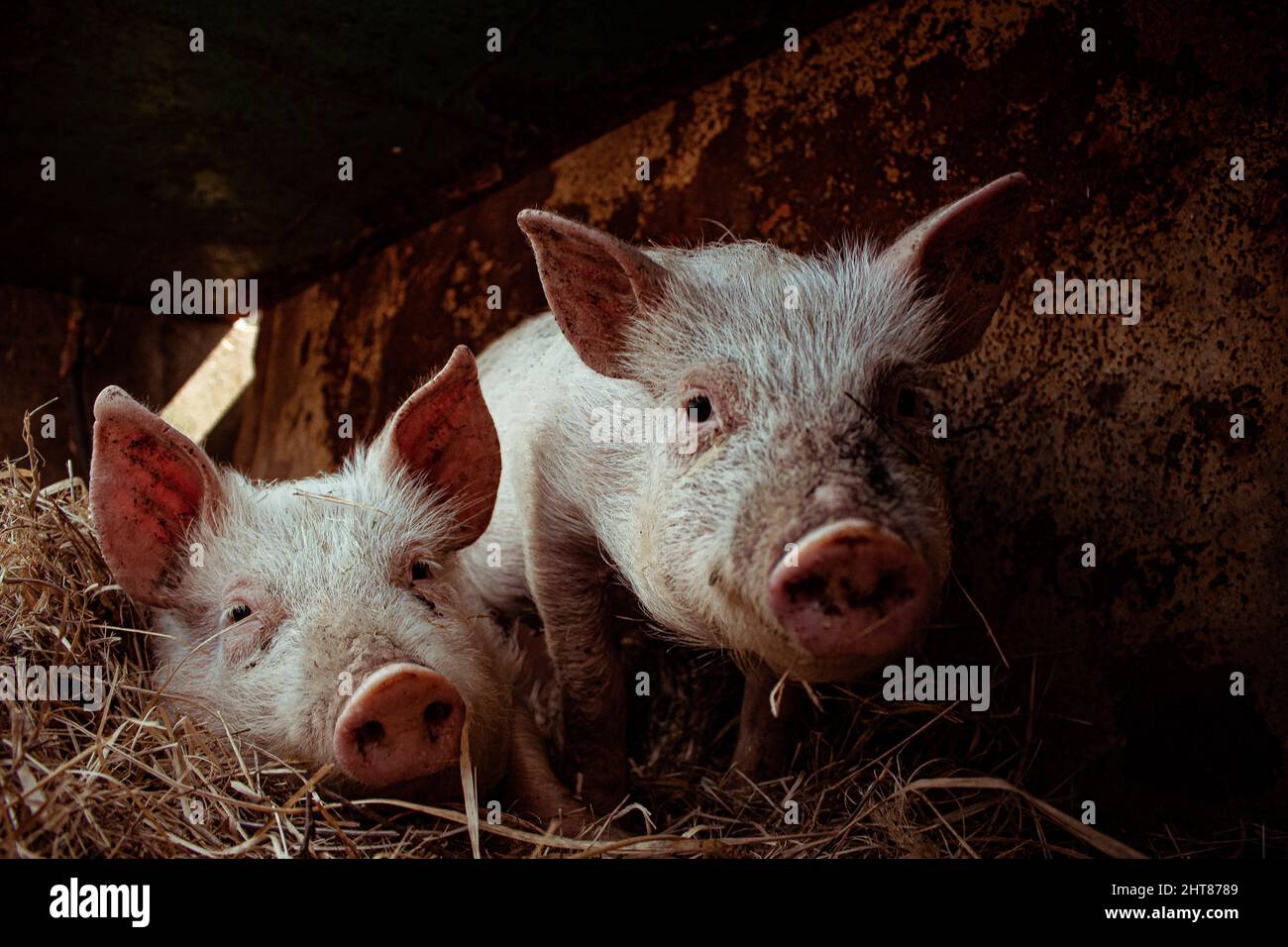 Close-up shot of two farm pigs laying on hay in the barn Stock Photo ...